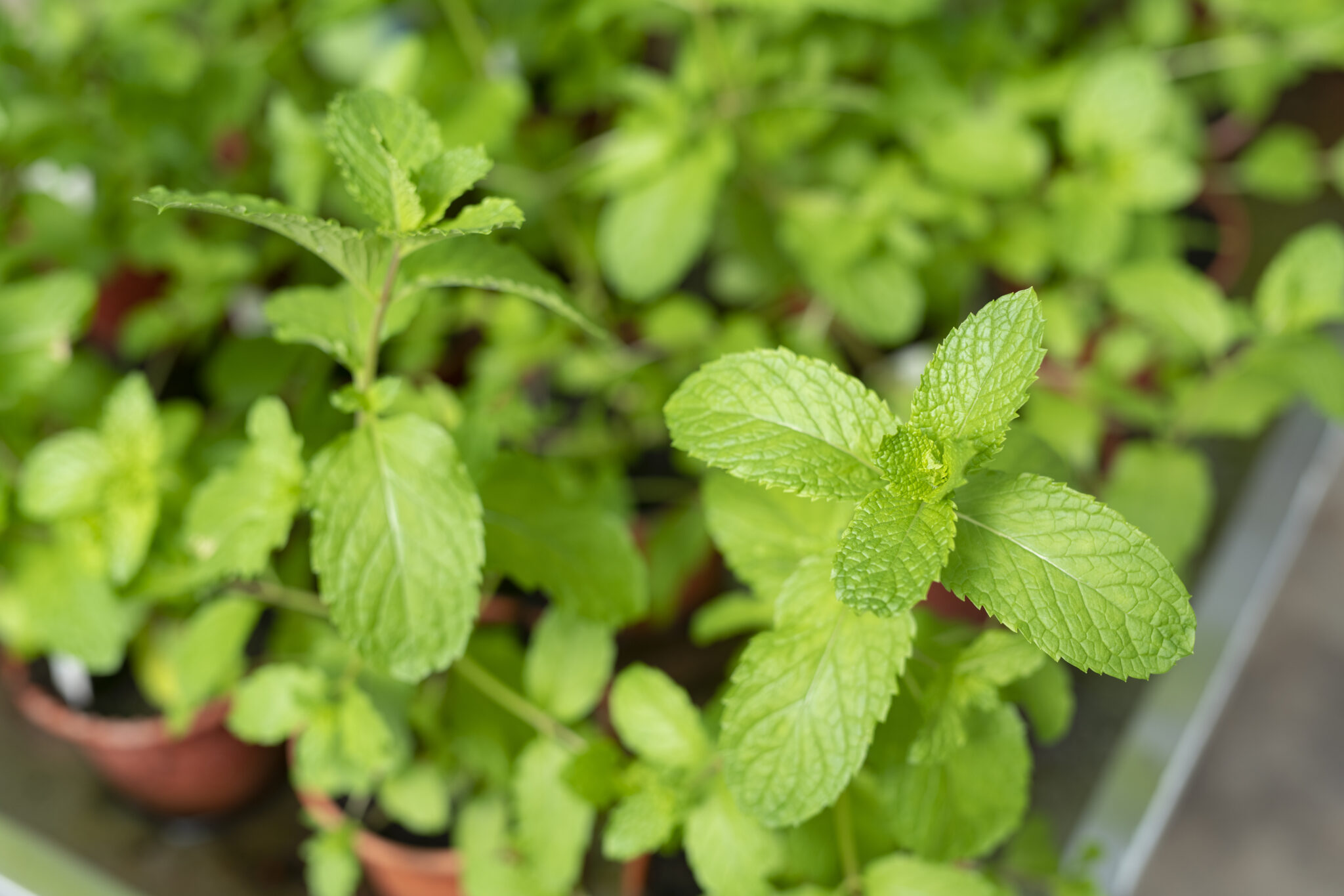 TLL 20th Anniversary Microsite