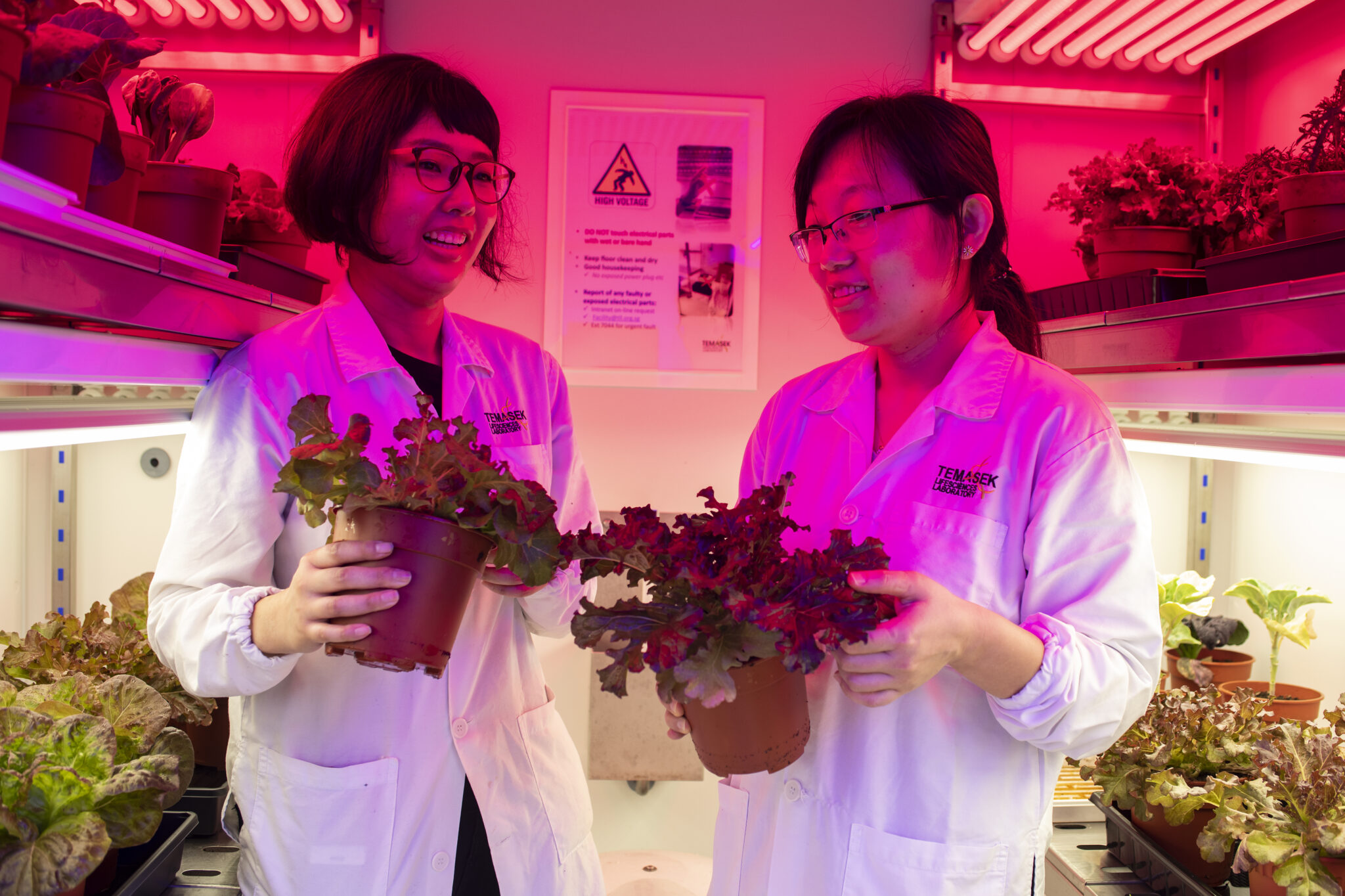 TLL 20th Anniversary Microsite